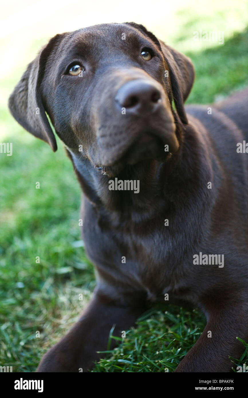 Chocolate brown Labrador puppy Stock Photo - Alamy