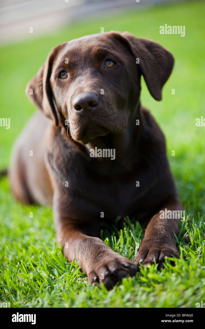 Chocolate brown Labrador puppy Stock Photo - Alamy