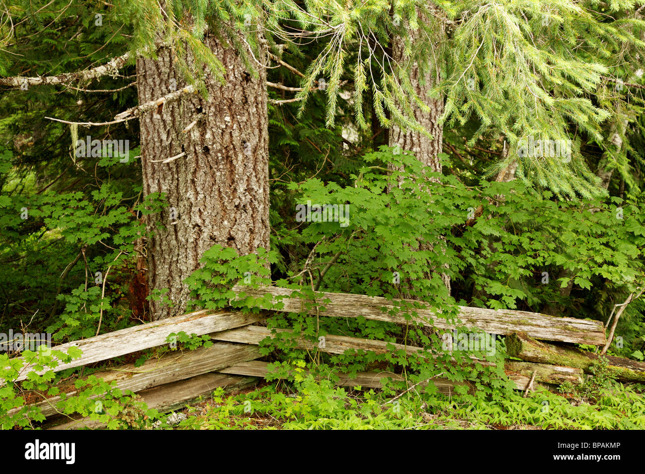 Fir tree boundary hi-res stock photography and images - Alamy