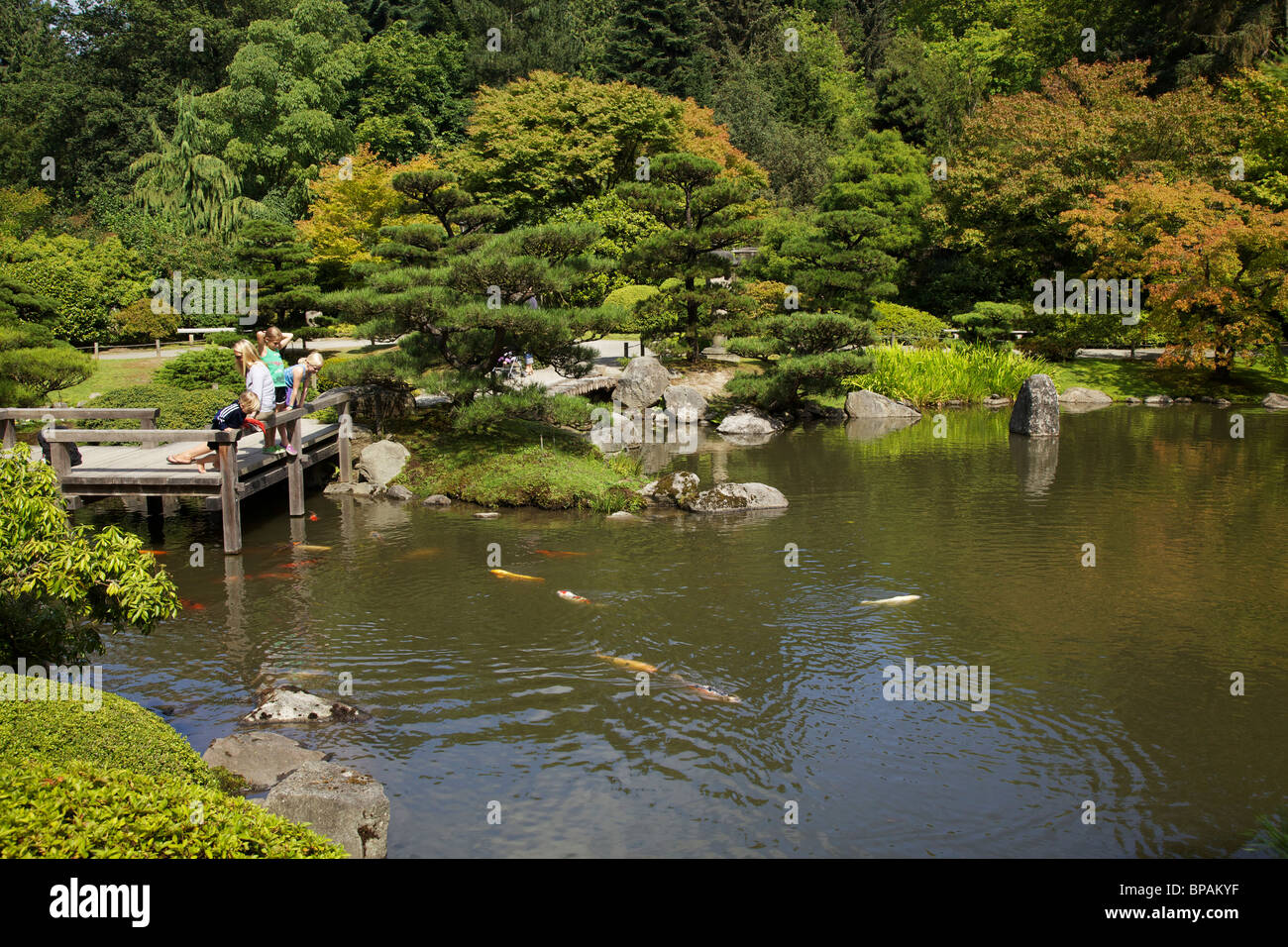 Seattle Japanese Garden koi pond Stock Photo - Alamy