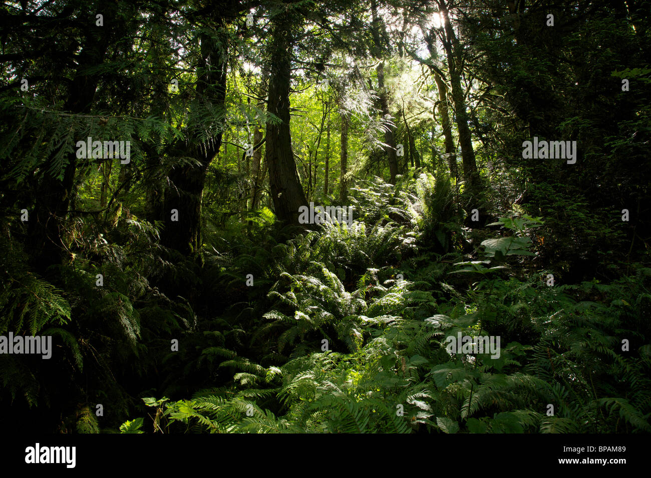 Sword ferns covering forest floor. Flaming Geyser State Park ...