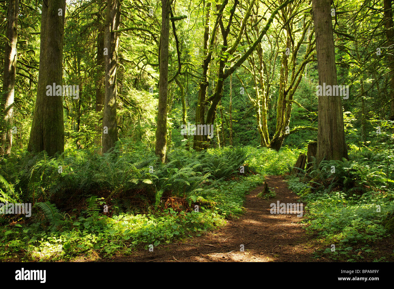 Sword ferns along trail through forest. Flaming Geyser State Park ...