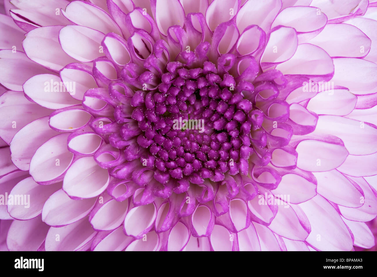 Close up - the center of a violet flower Stock Photo - Alamy