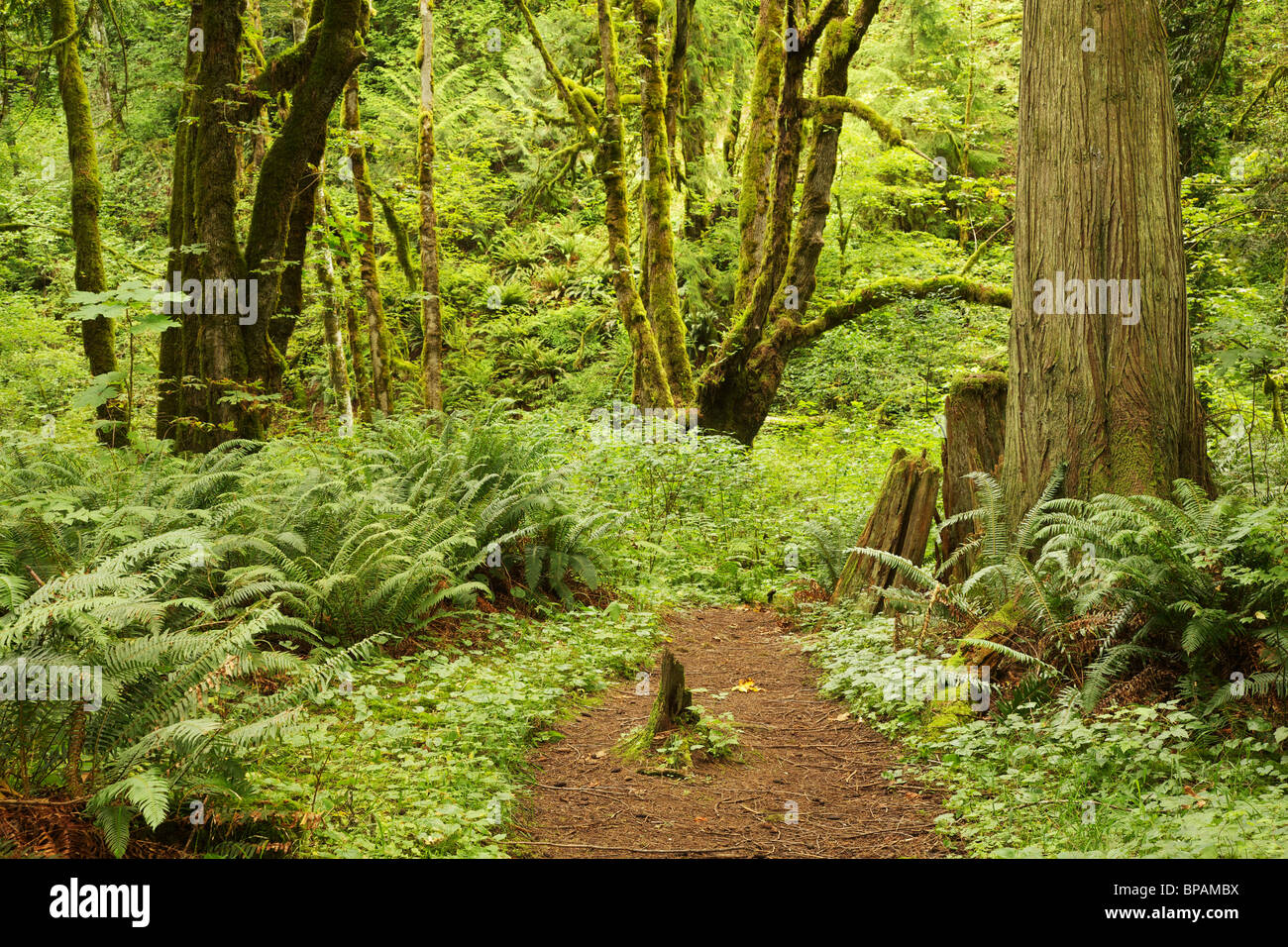 Sword ferns along trail through forest. Flaming Geyser State Park ...