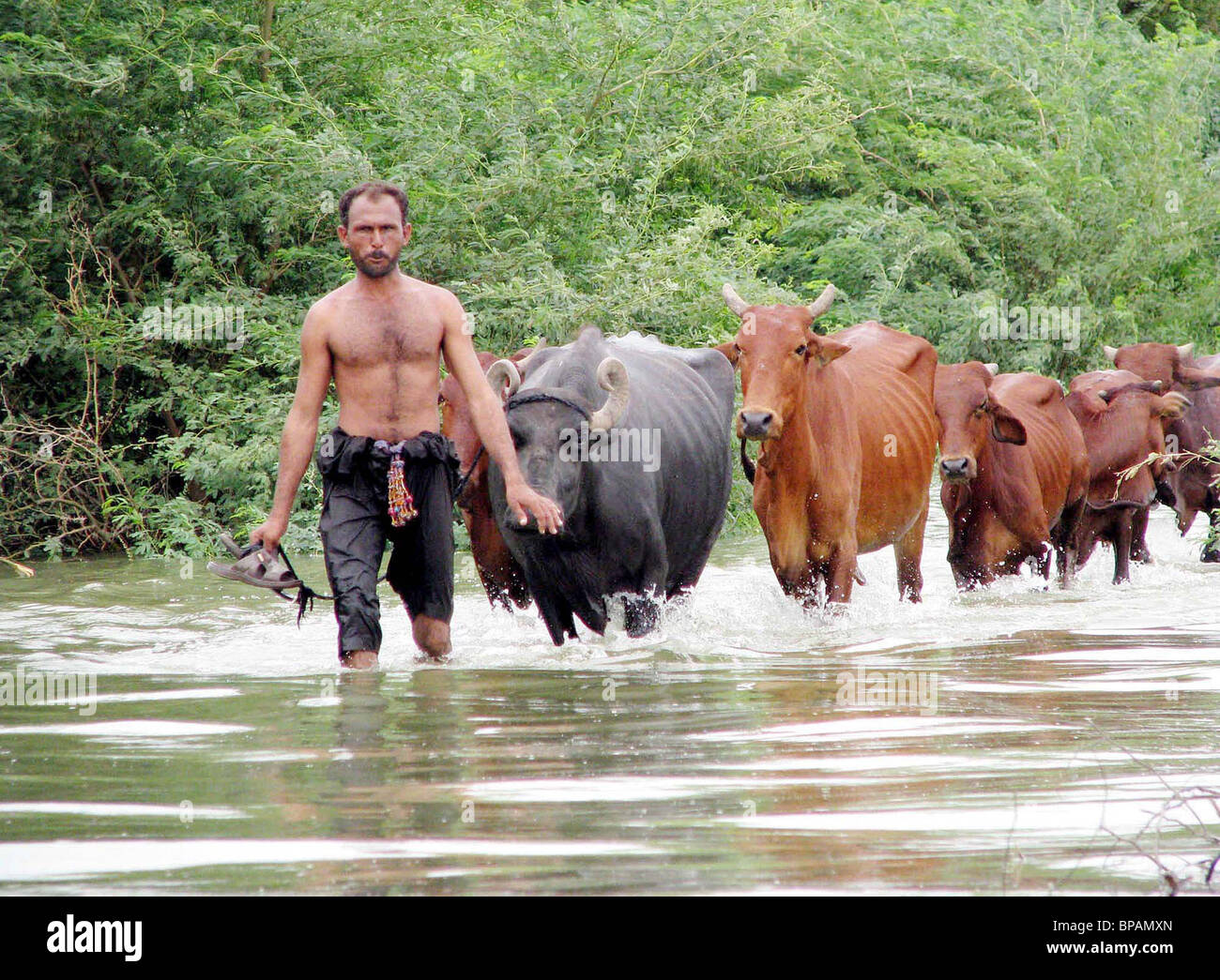 Flood affected man with his cattle moves towards safe place through ...