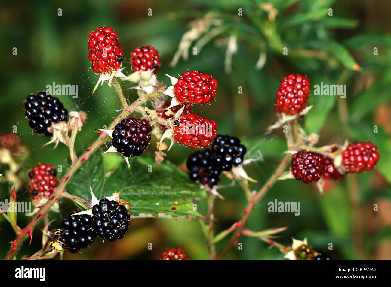 Brambles ready for collection and still in red condition on plant Stock ...