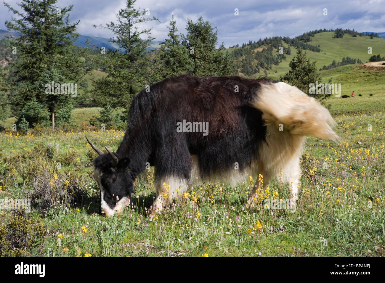 Animal Yak Tibet China Nature Farm Litang Milk Stock Photo - Alamy