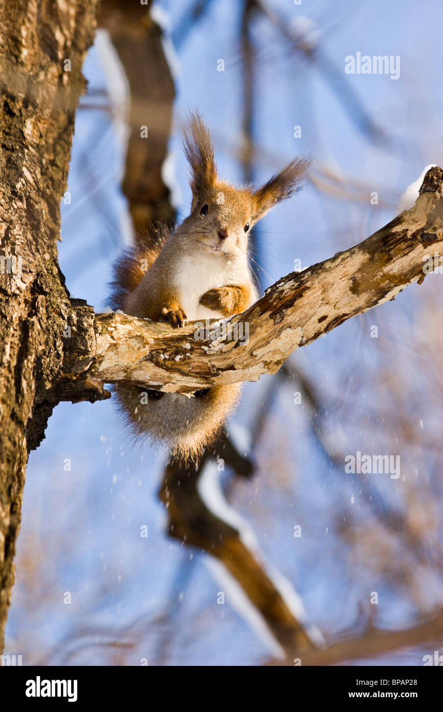 The squirrel it is a nice rodent who becomes tame in city park Stock ...