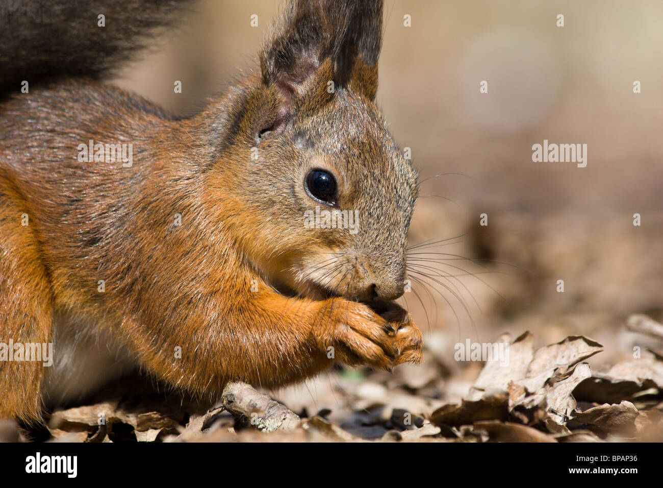 The squirrel it is a nice rodent who becomes tame in city park Stock ...