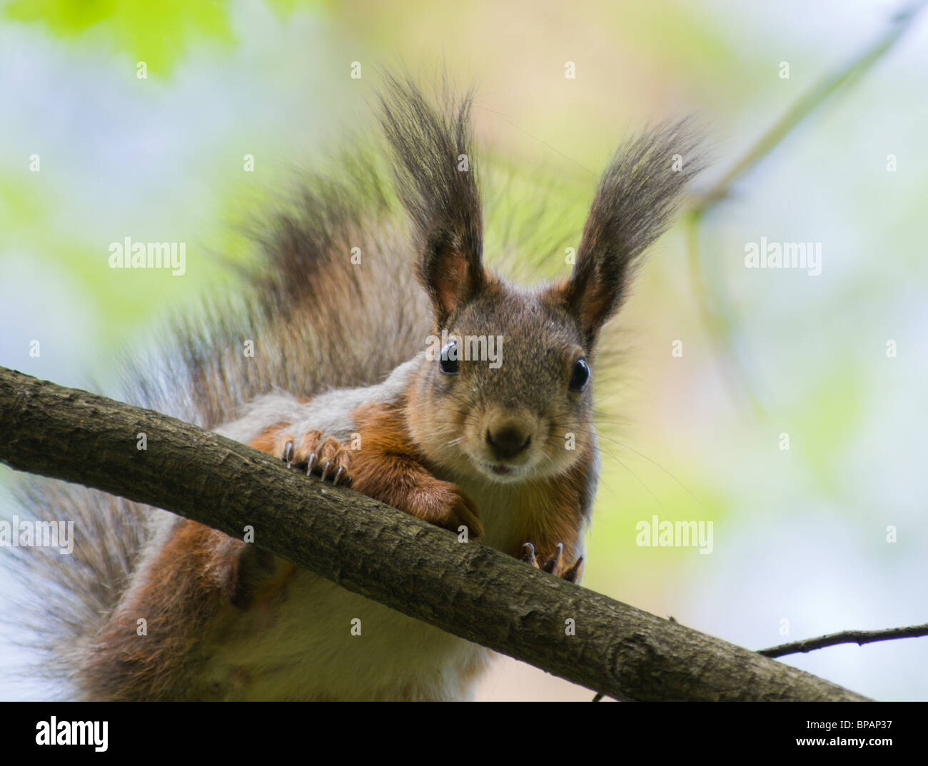 The squirrel it is a nice rodent who becomes tame in city park Stock ...