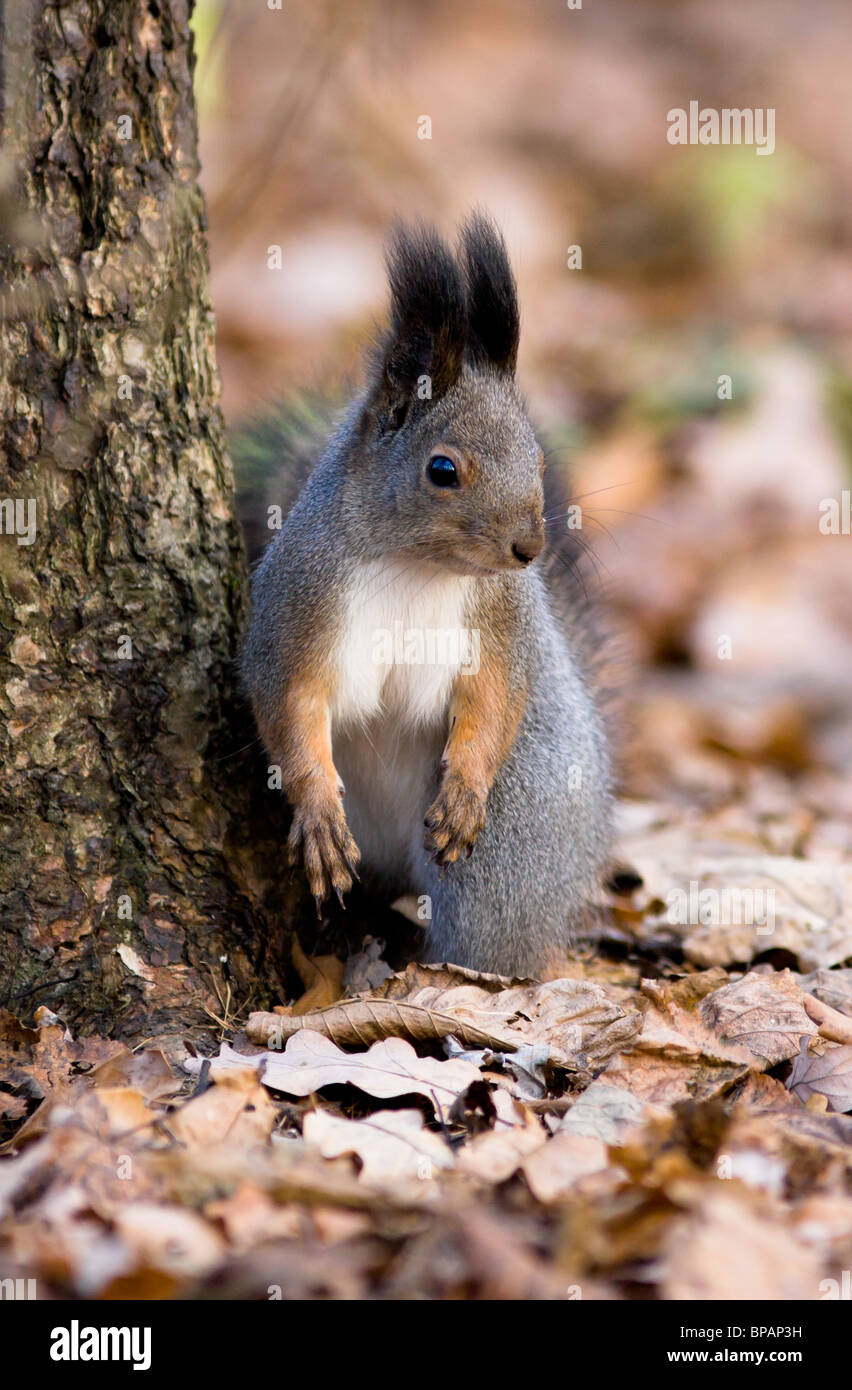 The squirrel it is a nice rodent who becomes tame in city park Stock ...