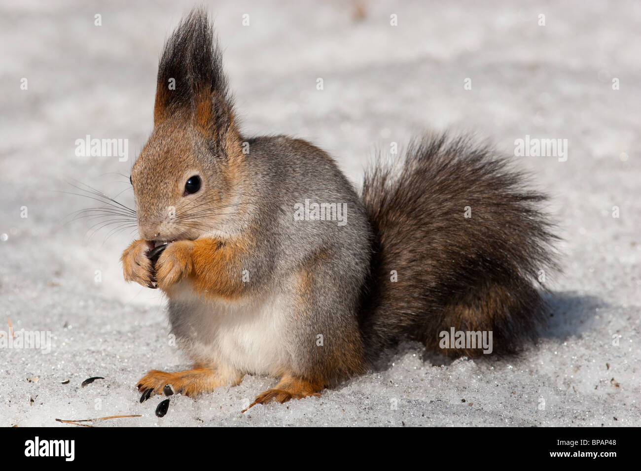 The squirrel it is a nice rodent who becomes tame in city park Stock ...