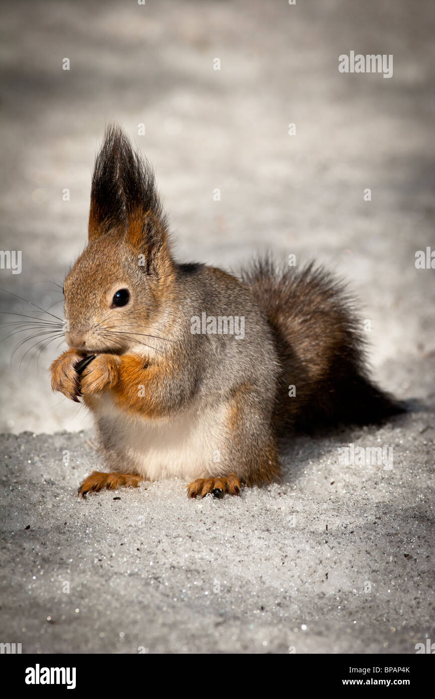 The squirrel it is a nice rodent who becomes tame in city park Stock ...
