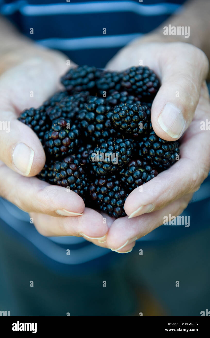 man holding blackberries in hands Stock Photo - Alamy
