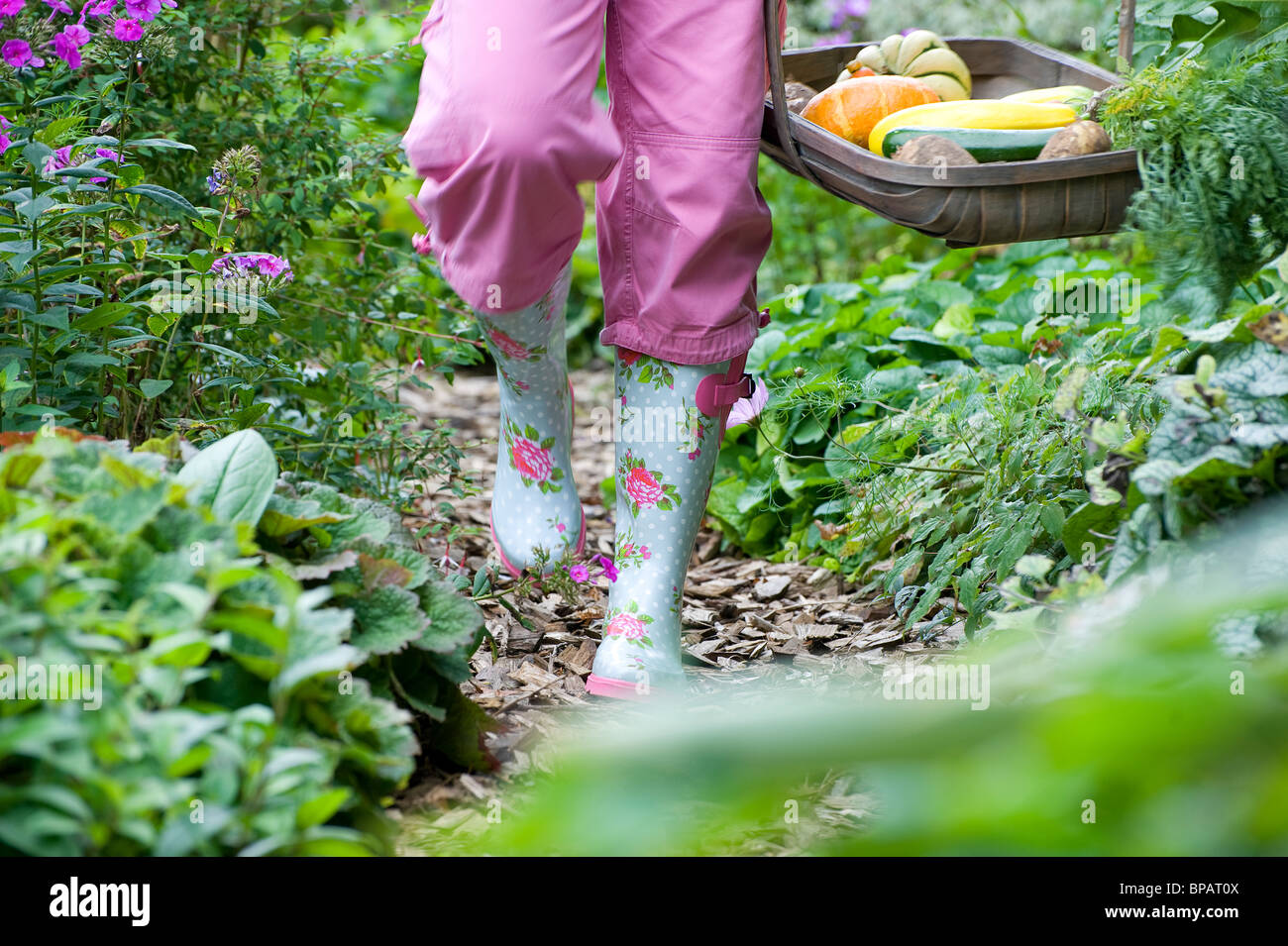 female collecting vegetables in garden Stock Photo - Alamy