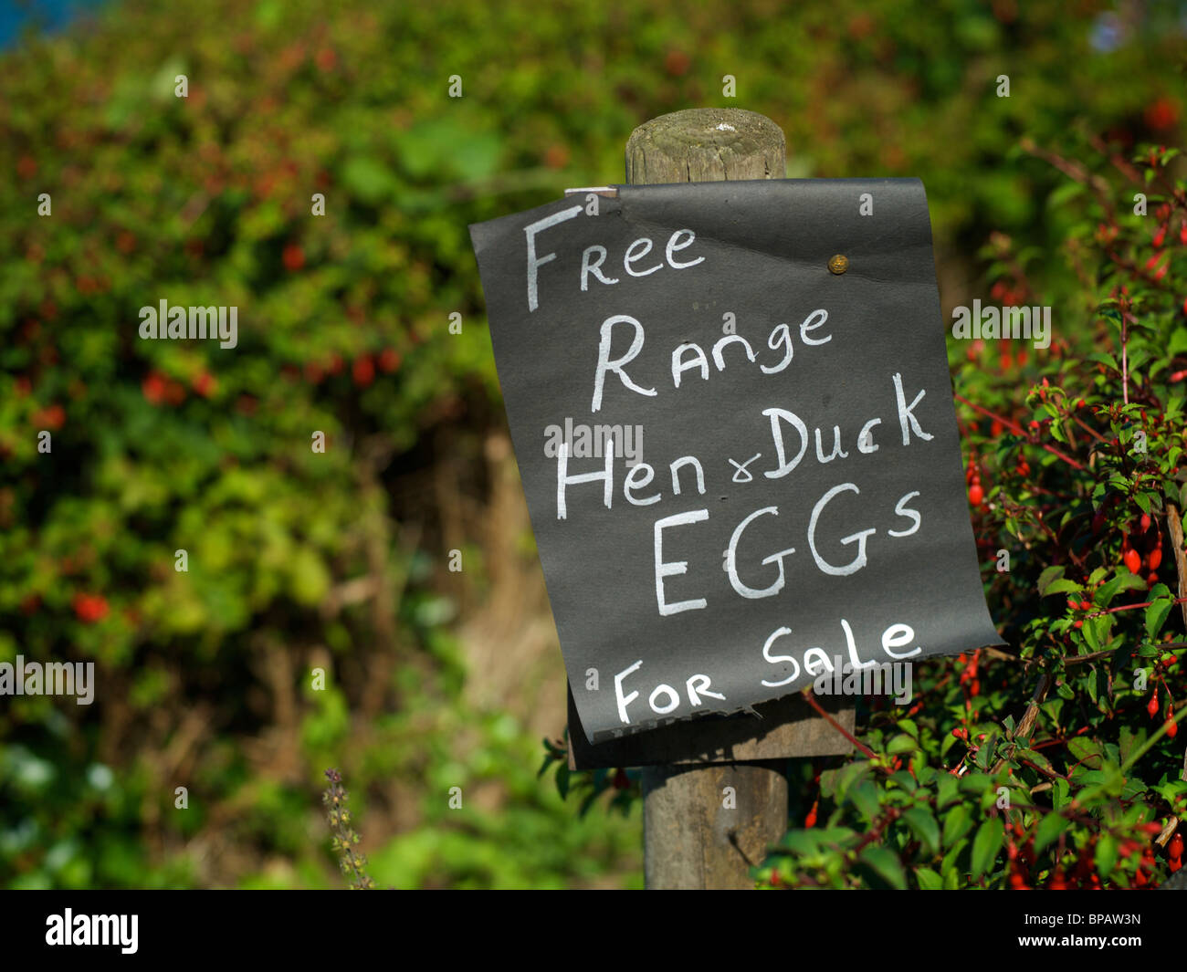 Free range sign Stock Photo - Alamy
