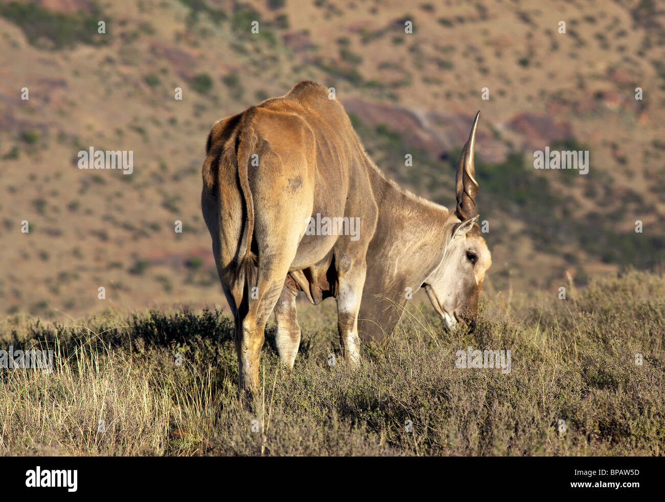 An eland bull (Taurotragus oryx) in the Mountain Zebra National Park ...