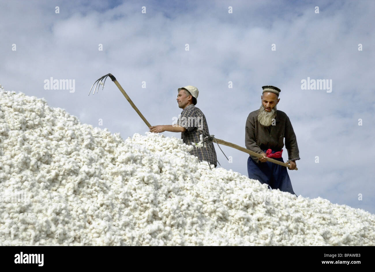 Cotton Harvesting High Resolution Stock Photography and Images - Alamy