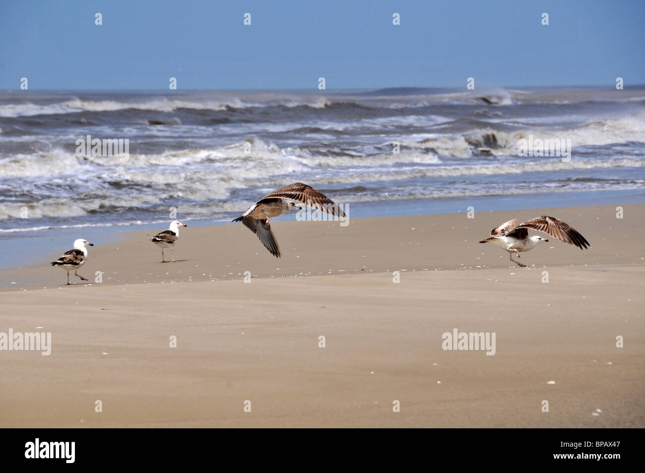 Olrog’s gulls, Larus atlanticus, wetland conservation area, Lagoa do ...