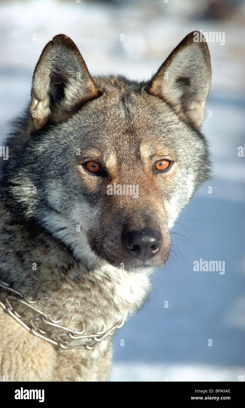 Wolf Pic High Resolution Stock Photography and Images - Alamy