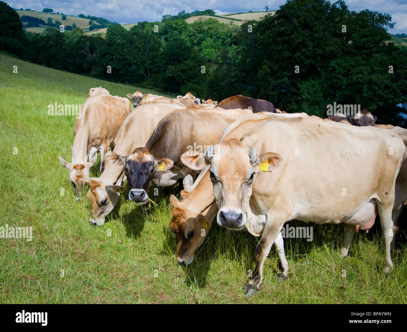 Cows High Resolution Stock Photography and Images - Alamy