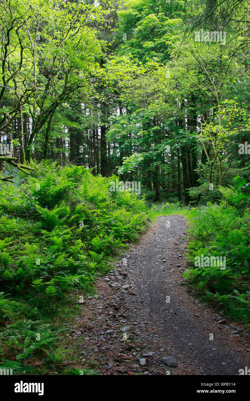 Trail in Galloway Forest Park at Kirroughtree Visitor Centre near ...