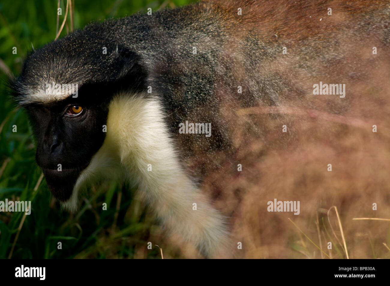 Diana Monkey (Cercopithecus diana Stock Photo - Alamy