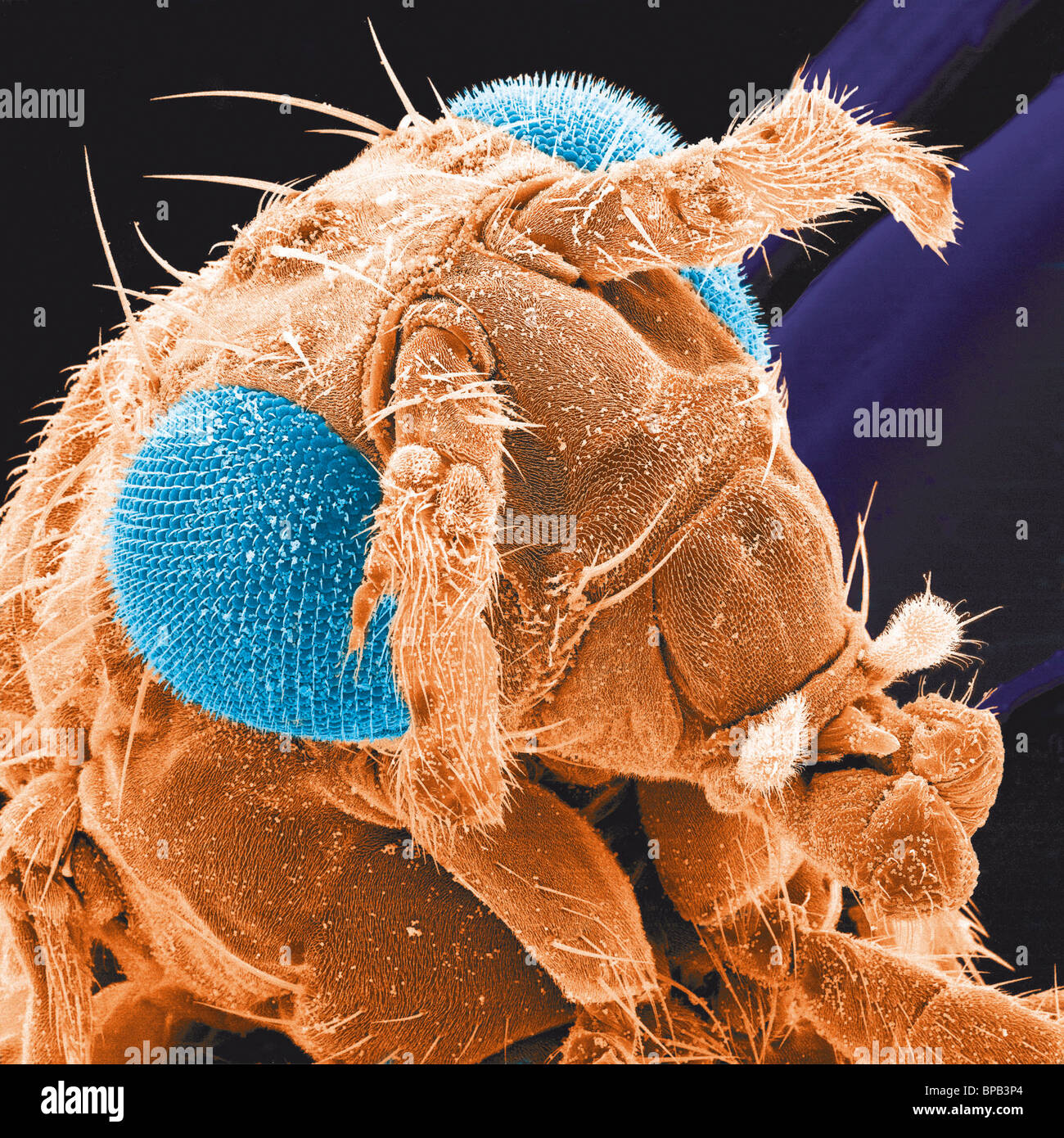 Insect scanning electron microscope hi-res stock photography and images ...