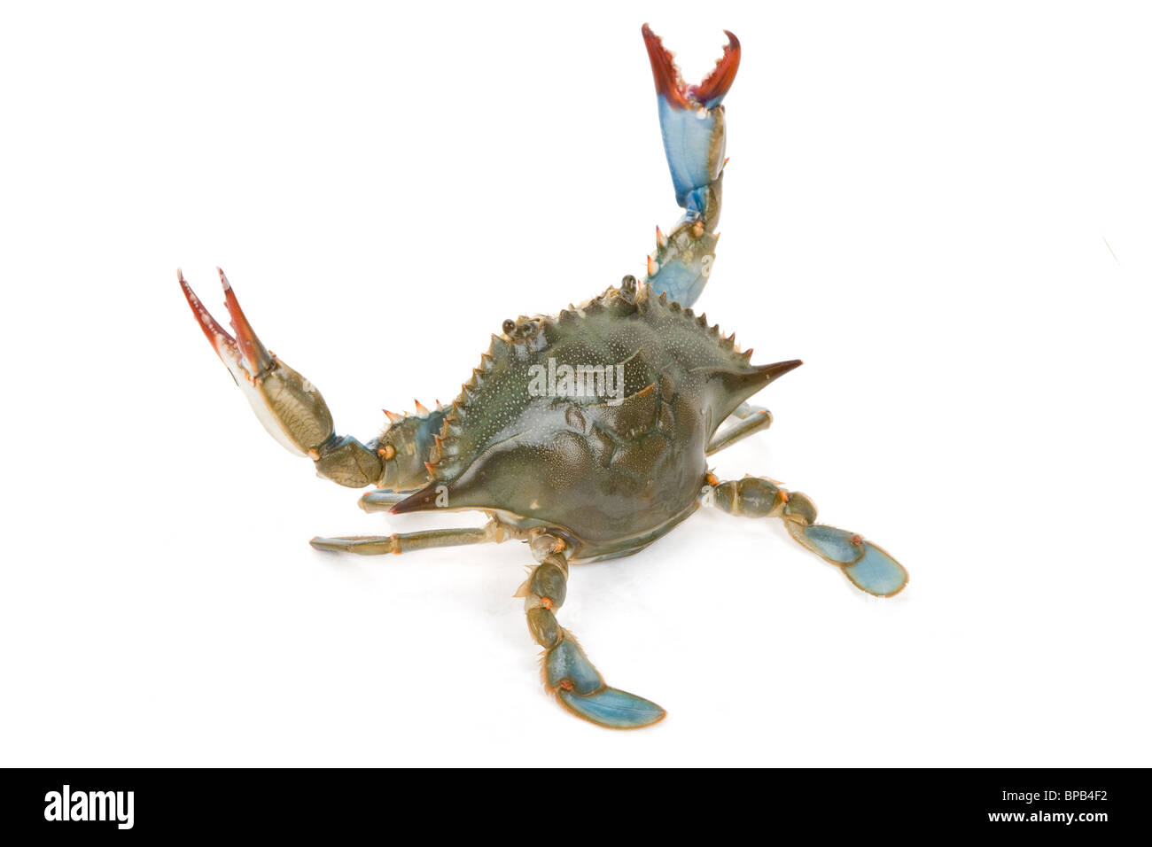 Blue Crab with white background Stock Photo - Alamy