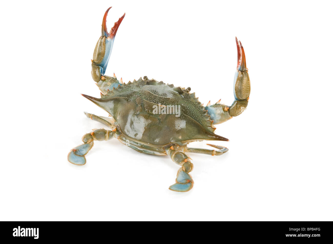 Blue crab hi-res stock photography and images - Alamy