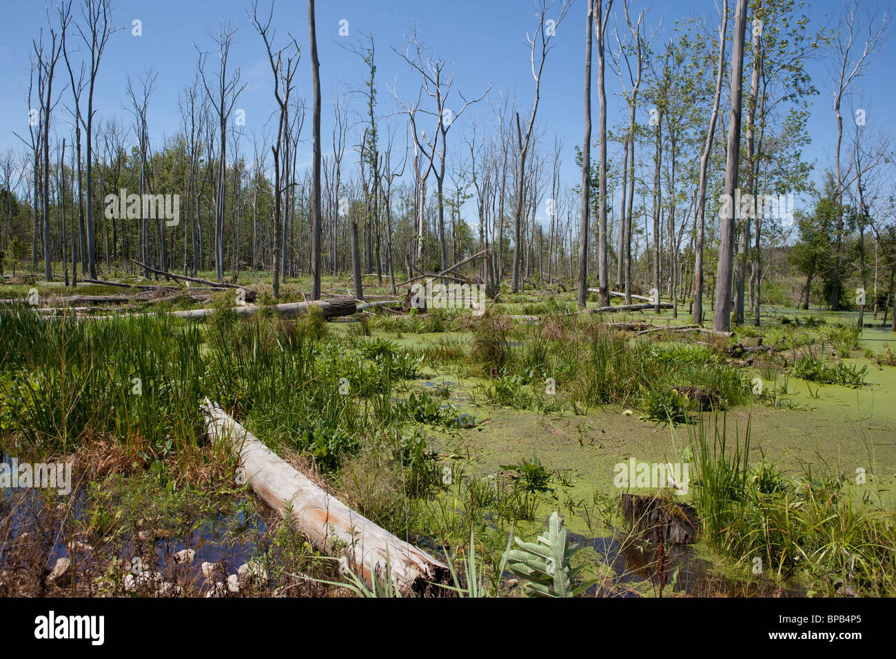 Swamp with dead trees hi-res stock photography and images - Alamy