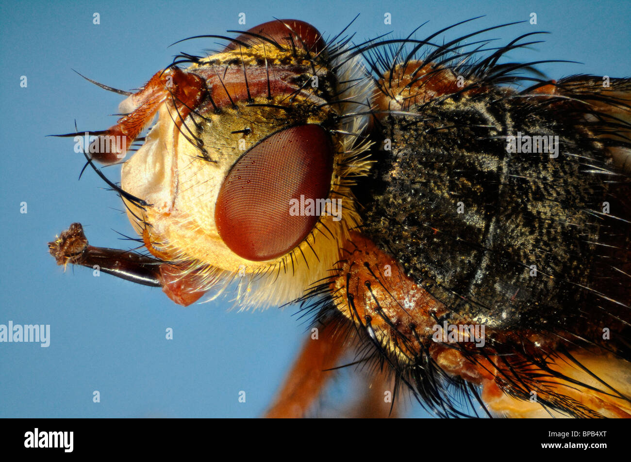 Tachinidae Postscutellum