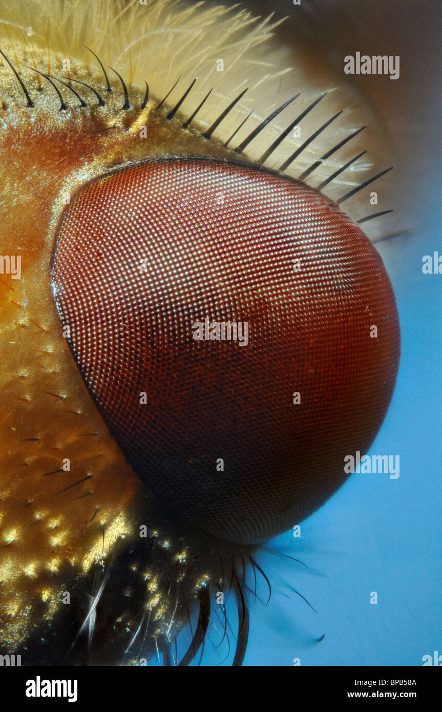 Extreme close up of the eye of the fly Larvaevora fera, family ...