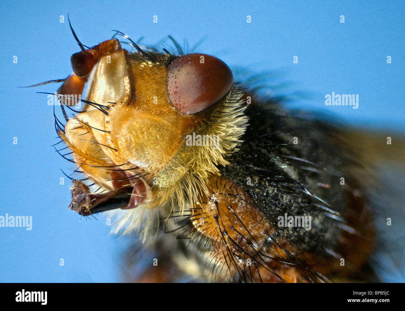 Extreme close up of the head of the fly Larvaevora fera, family ...
