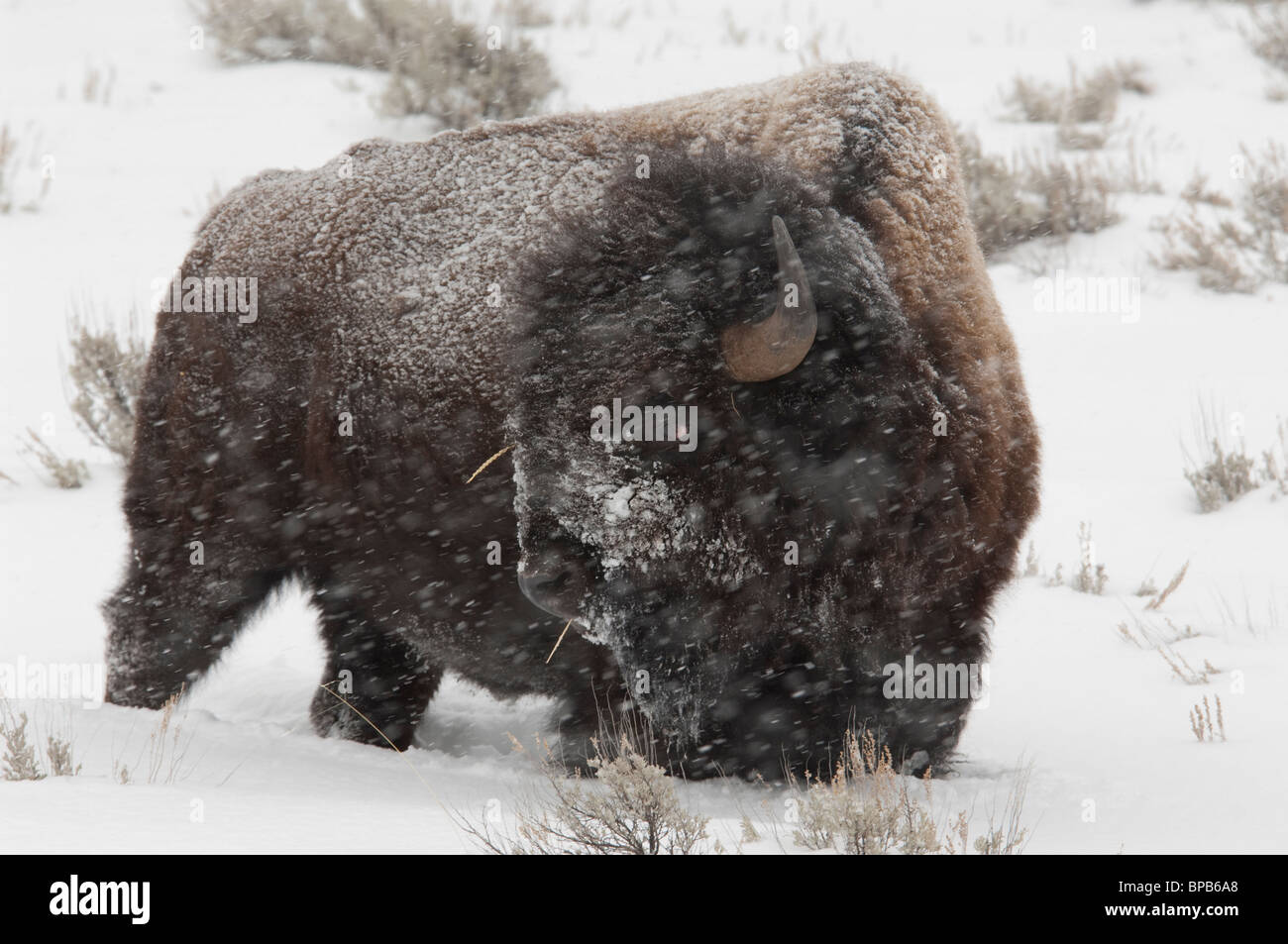 Lone bison snowstorm hi-res stock photography and images - Alamy