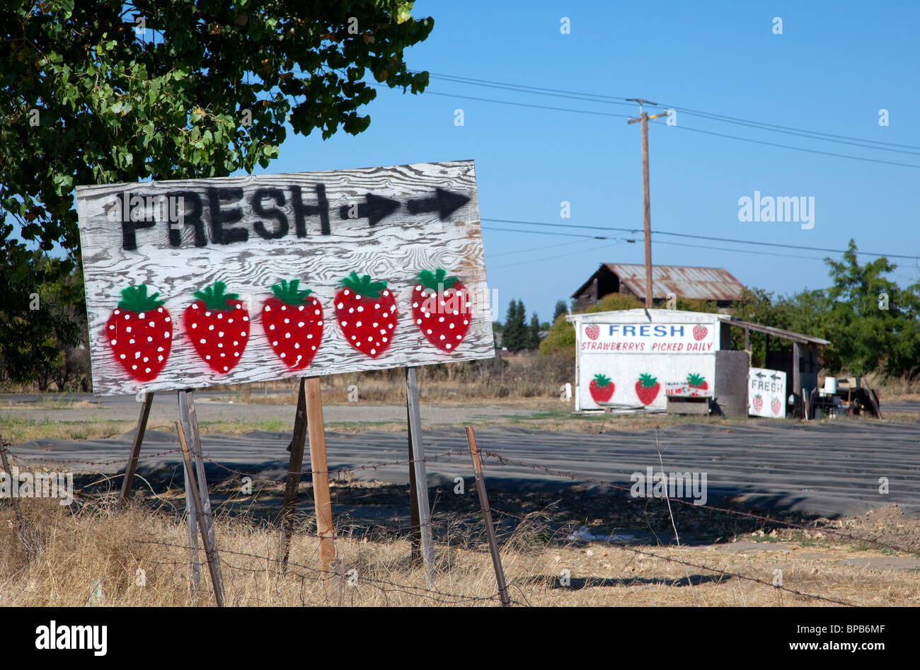 Roadside strawberry stand in Central CA Stock Photo - Alamy