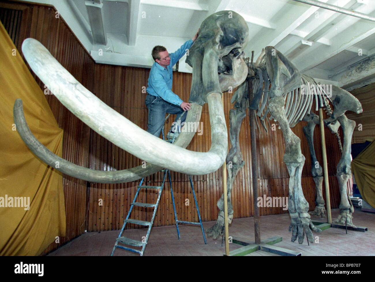 Mammoth Fossil High Resolution Stock Photography and Images - Alamy