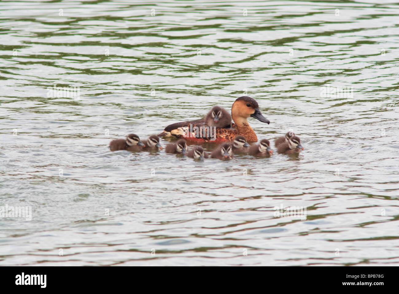 A mother whistling duck and her ducklings at the Sheraton Mirage golf ...