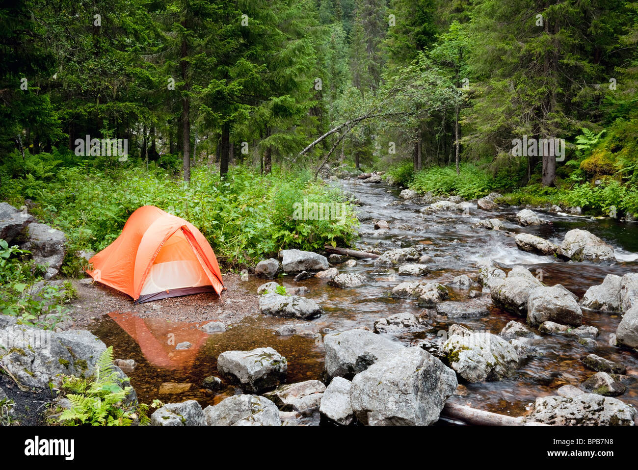 Camping in the Forest Stock Photo - Alamy