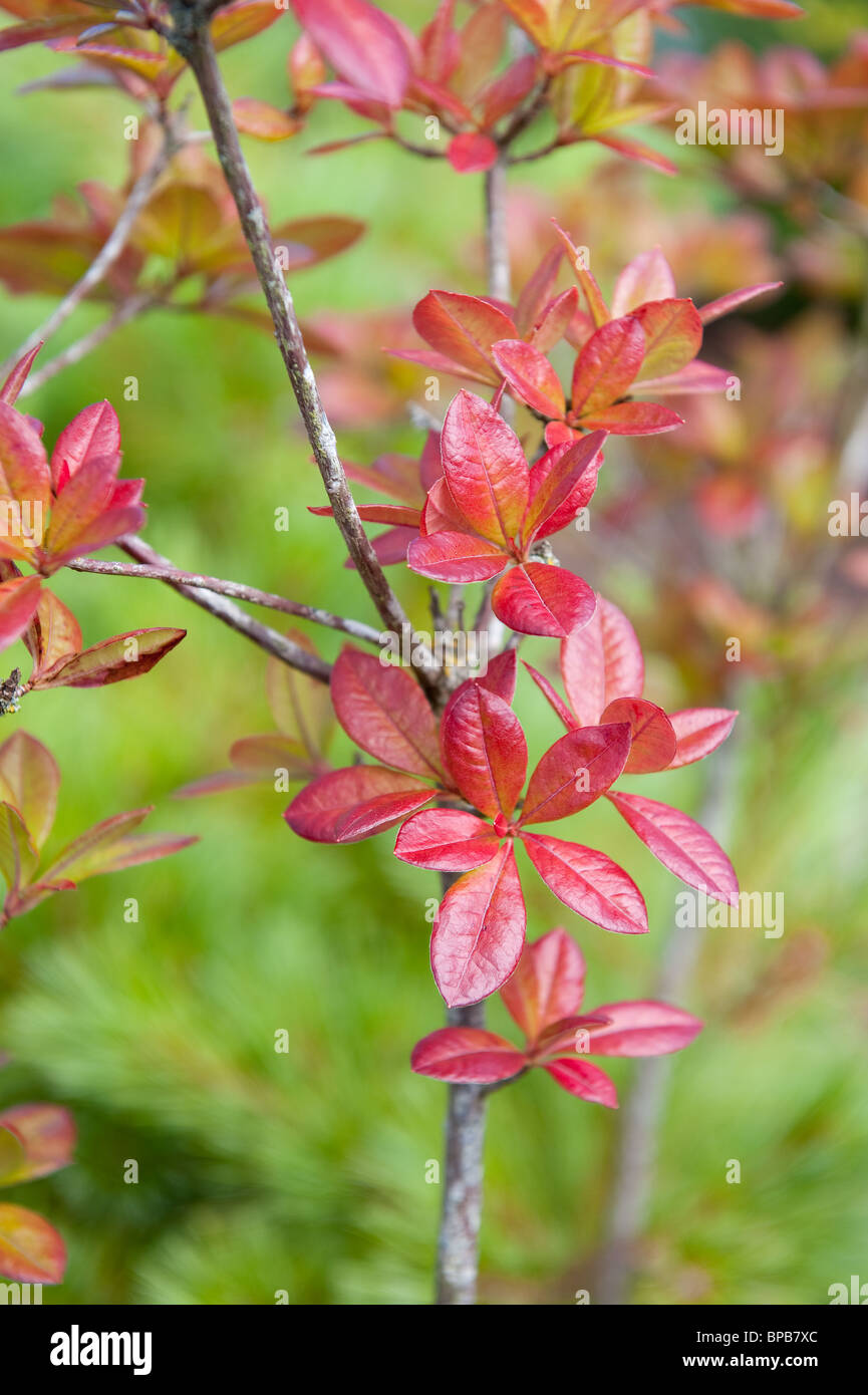 Tree with red leaves in the autumn season Stock Photo - Alamy