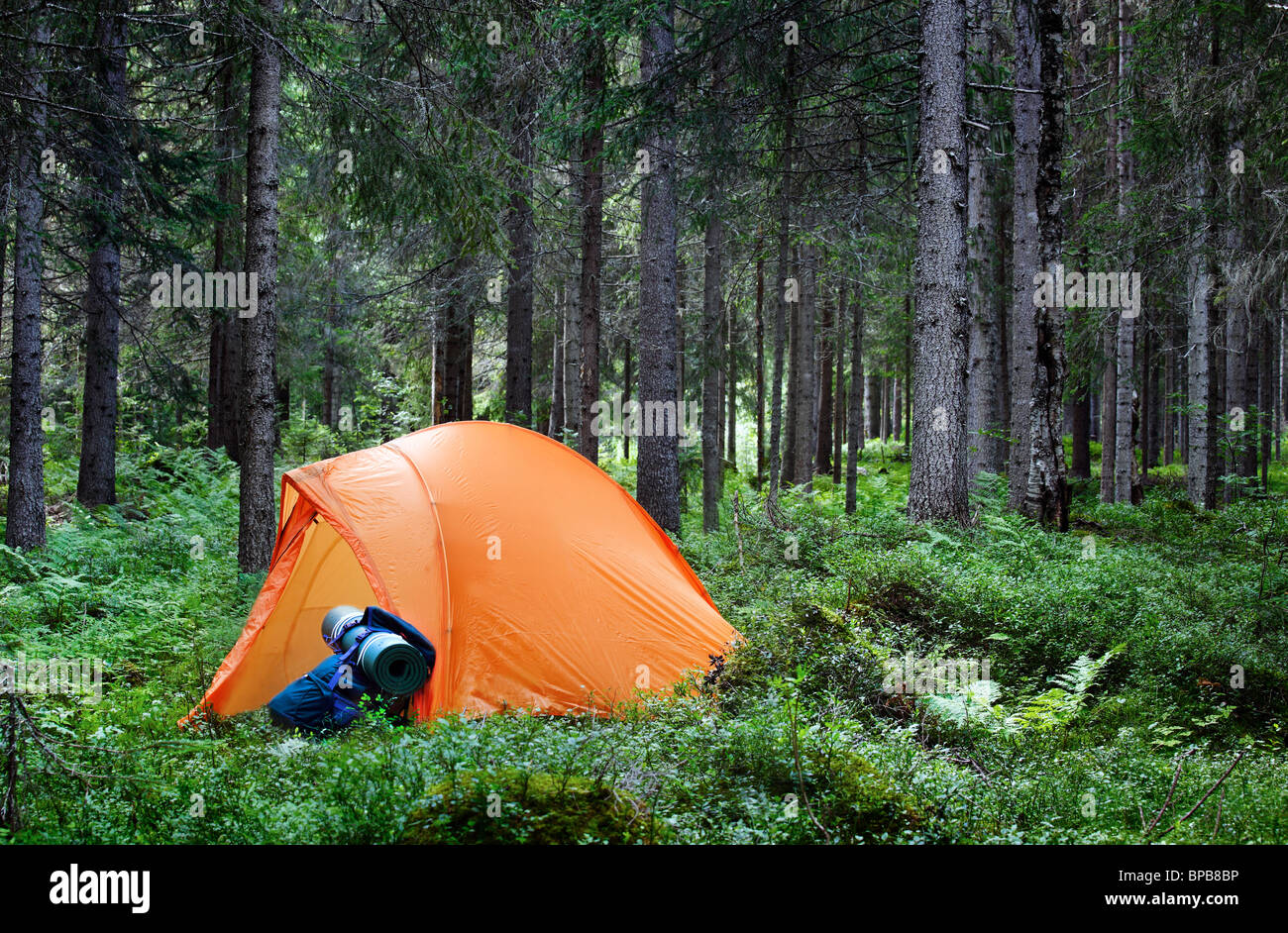 Camping in the Forest Stock Photo - Alamy