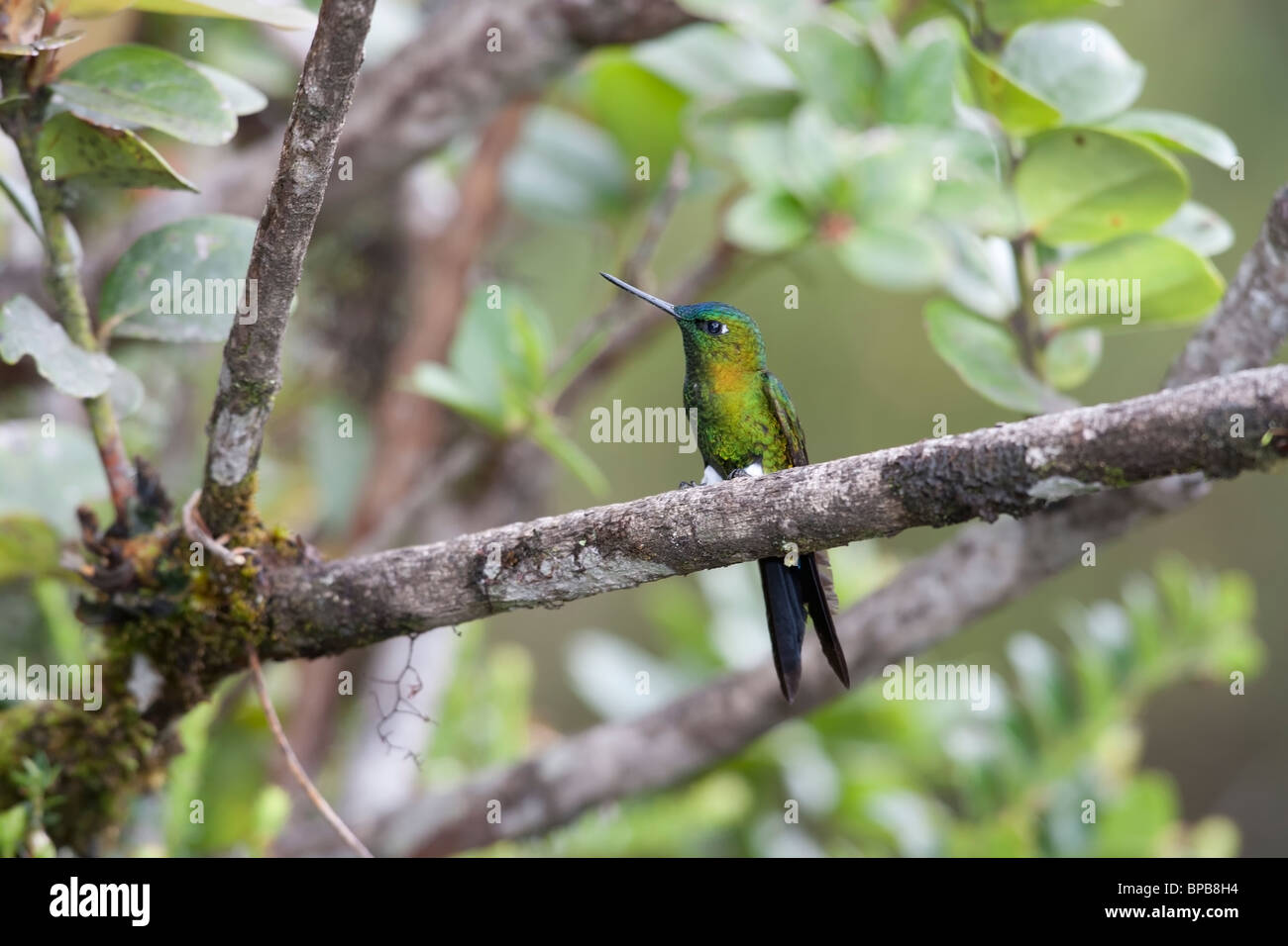 Sapphire-vented Puffleg (Eriocnemis luciani luciani Stock Photo - Alamy
