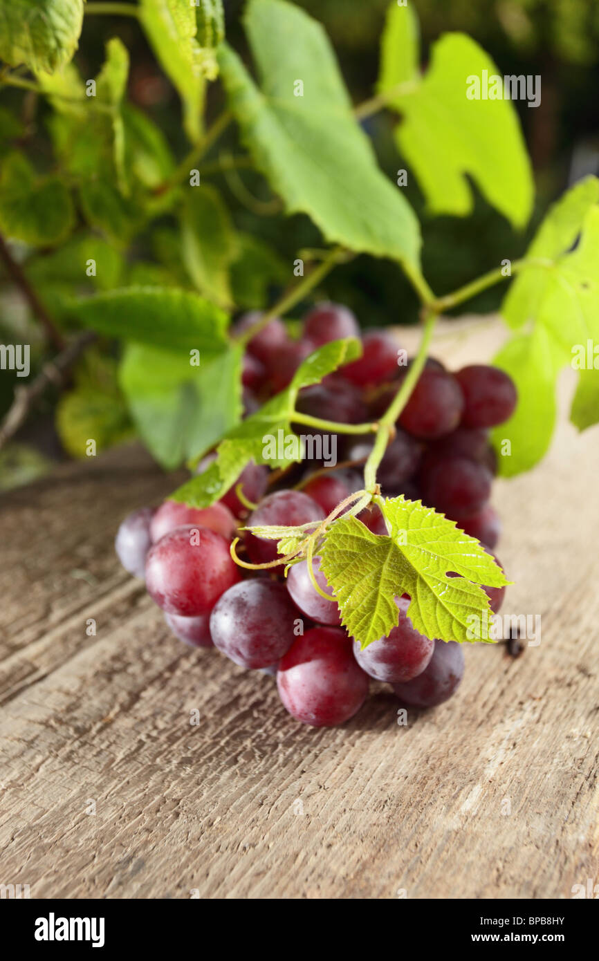 Red ripe grape on hi-res stock photography and images - Alamy