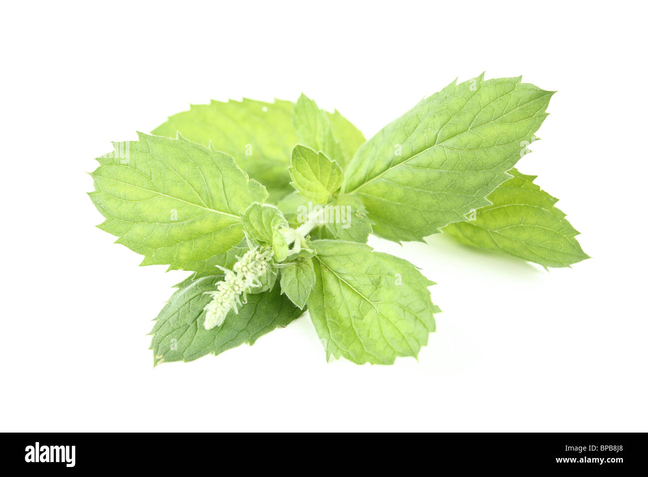 peppermint on a white background Stock Photo - Alamy
