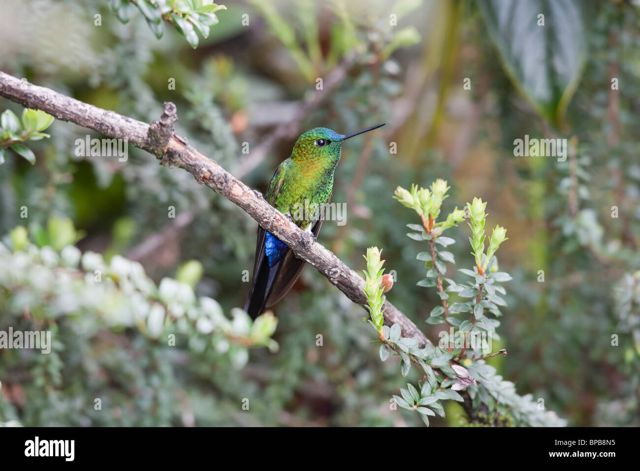 Sapphire-vented Puffleg (Eriocnemis luciani luciani Stock Photo - Alamy