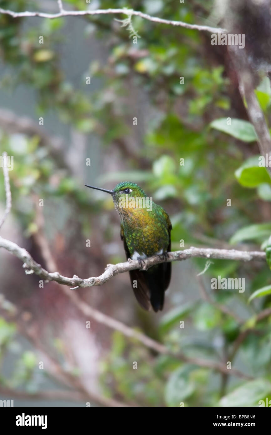 Golden-breasted Puffleg (Eriocnemis mosquera Stock Photo - Alamy