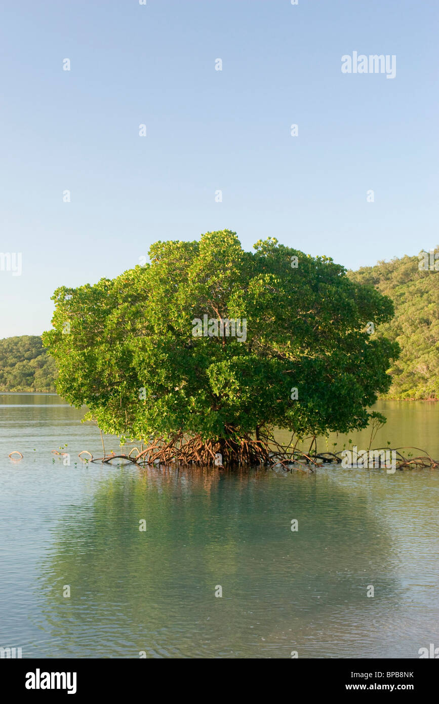 A large mangrove tree in the shallows of Orpheus Island Stock Photo - Alamy