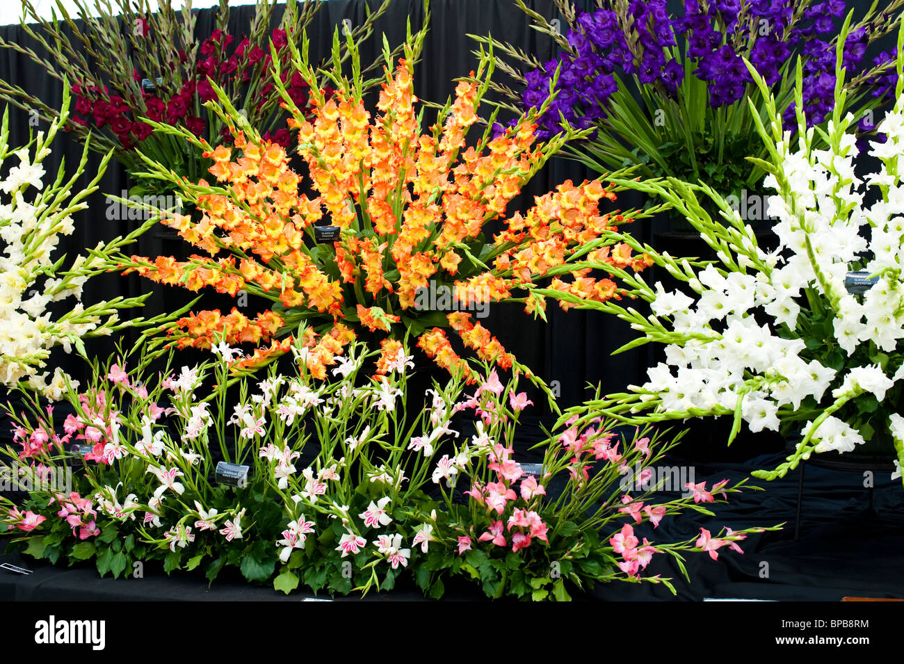 Flower display at Shrewsbury Flower Show, Shropshire, UK Stock Photo ...