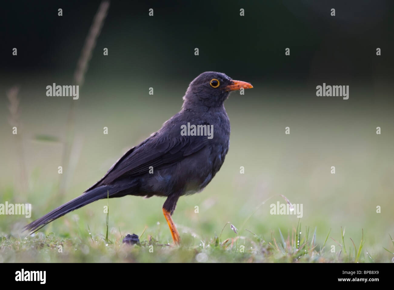 Great Thrush (Turdus fuscater quindio), male Stock Photo - Alamy