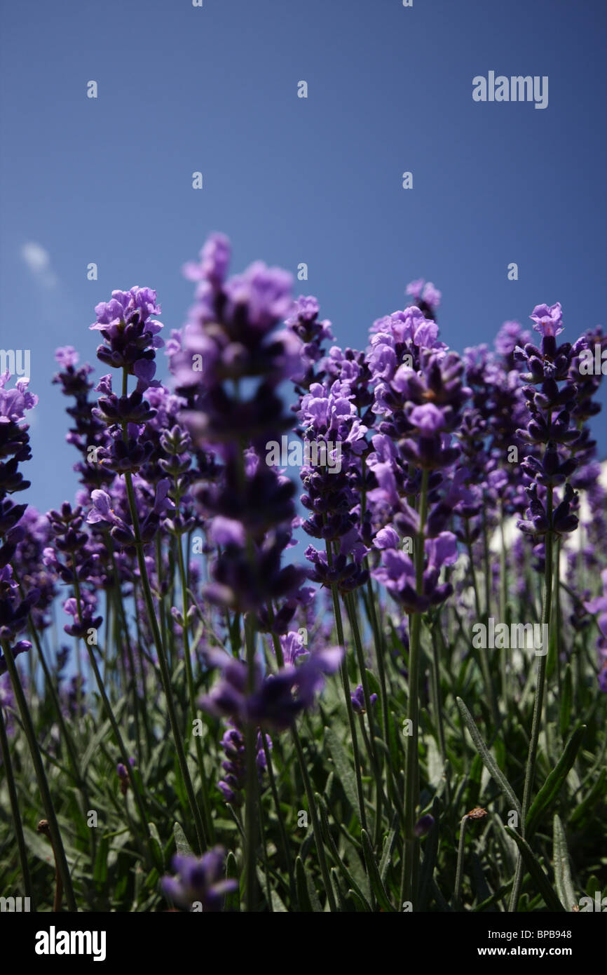 Levandula High Resolution Stock Photography and Images - Alamy